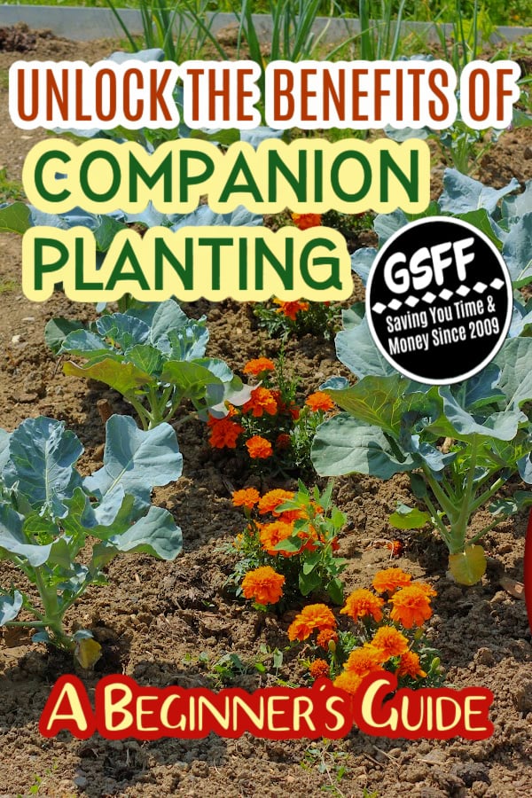 Vegetable Companion Planting – Includes Printable