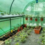 How To Grow Vegetables Year-Round In A Greenhouse