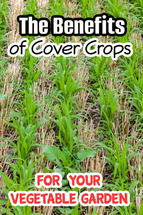 The Benefits of Cover Crops for Your Vegetable Garden