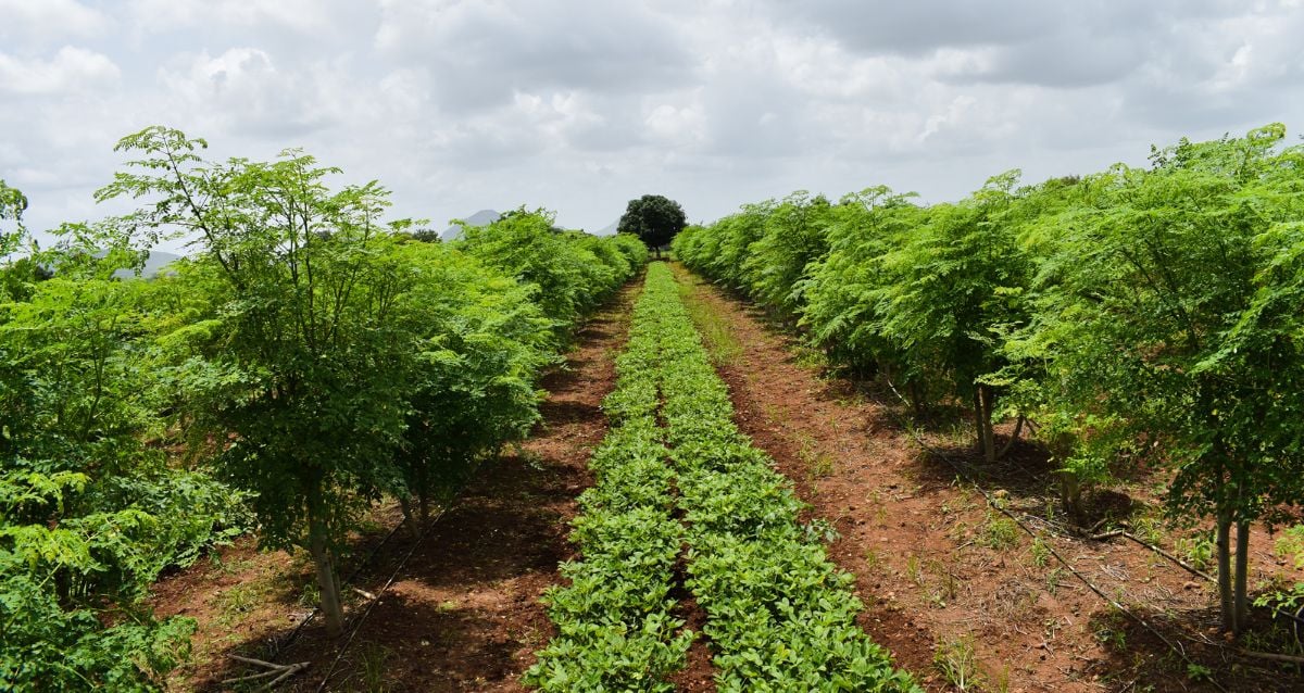 The Benefits of Crop Rotation For Your Vegetable Garden – Backyard ...