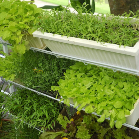 The Best Vegetables For Container Gardening Beginners