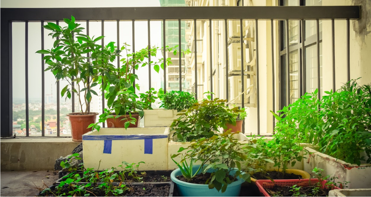 The Best Vegetables For Container Gardening Beginners – Dian Farmer ...