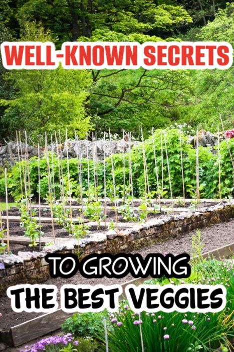 The Benefits of Crop Rotation For Your Vegetable Garden
