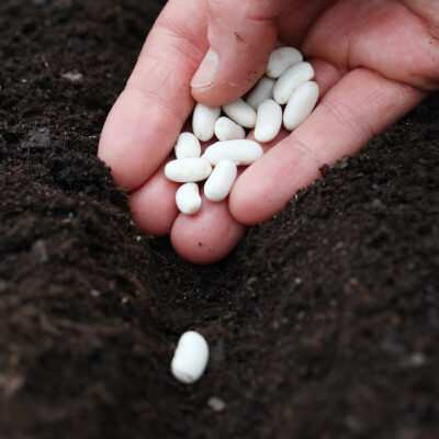 How To Grow Beans From Seed To Harvest and Storing