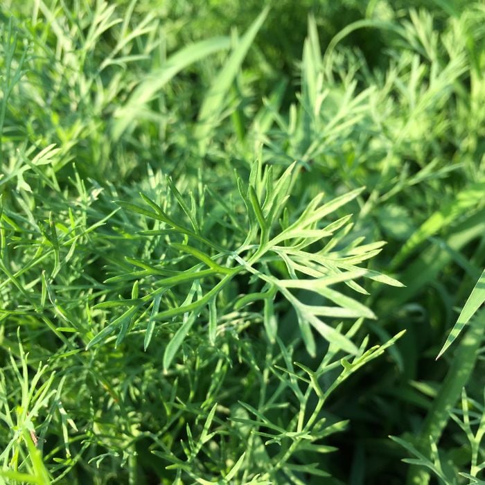 Best Cover Crops For Vegetable Gardens – Dian Farmer Learning To Grow ...