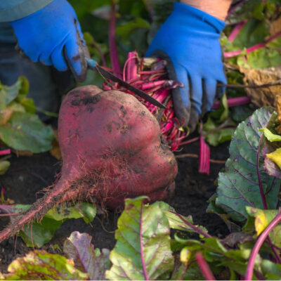 8 Essential Tips for Growing Beets in Your Garden