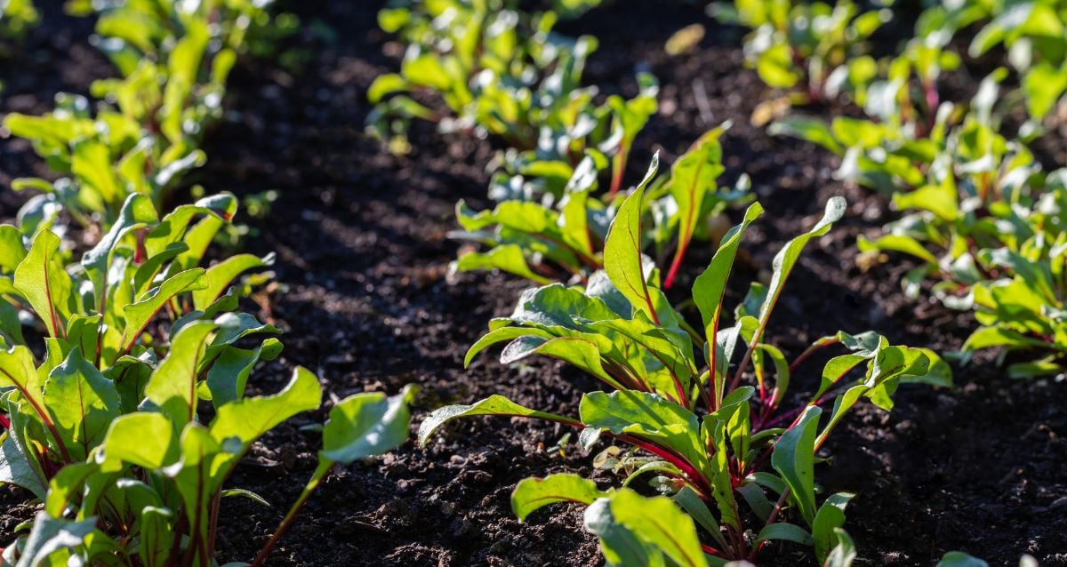 8 Essential Tips for Growing Beets in Your Garden – Backyard Vegetable ...