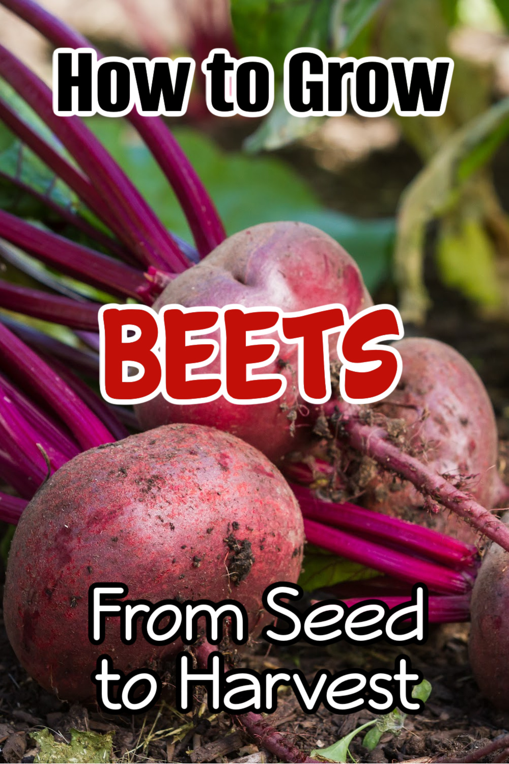 8 Essential Tips for Growing Beets in Your Garden