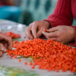 How To Grow Goji Berries From Seed To Harvest