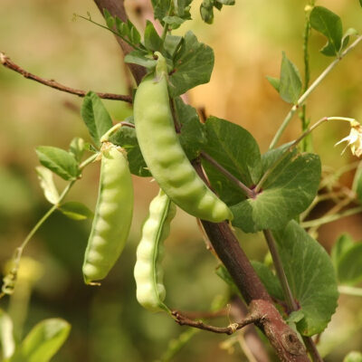 How To Grow Peas From Seed To Harvest