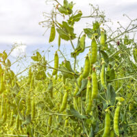 How To Grow Peas From Seed To Harvest