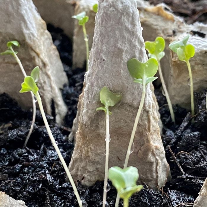 How to Grow Broccoli from Seed to Harvest: A Complete Guide