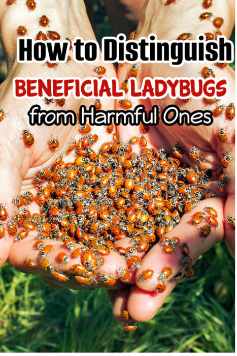 How To Distinguish Beneficial Ladybugs from Harmful Ones
