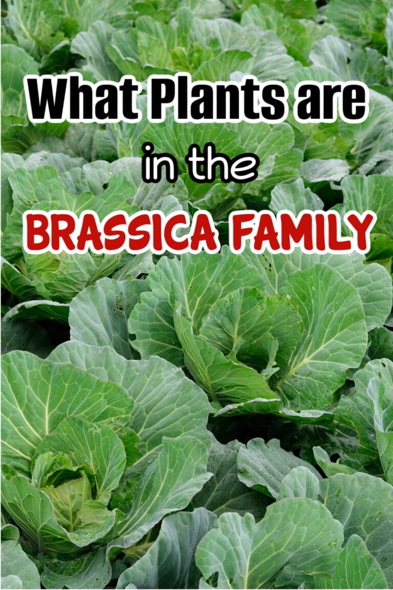 What Plants Are In The Brassica Family?