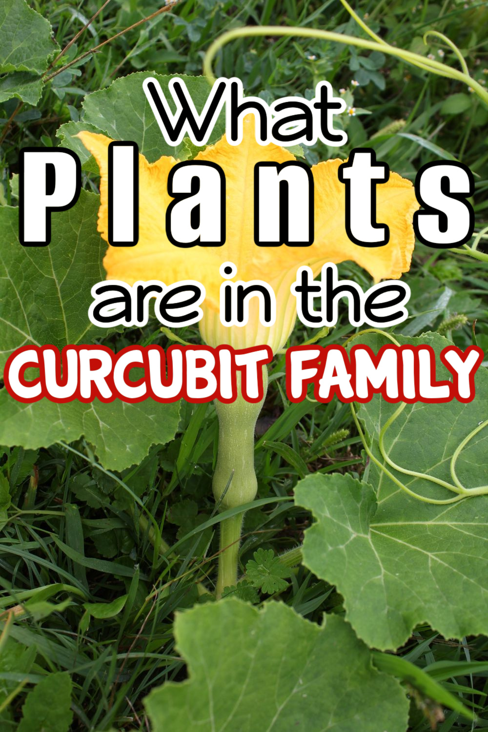The Best Companion Plants For Zucchini (And Why You Should Plant Them)