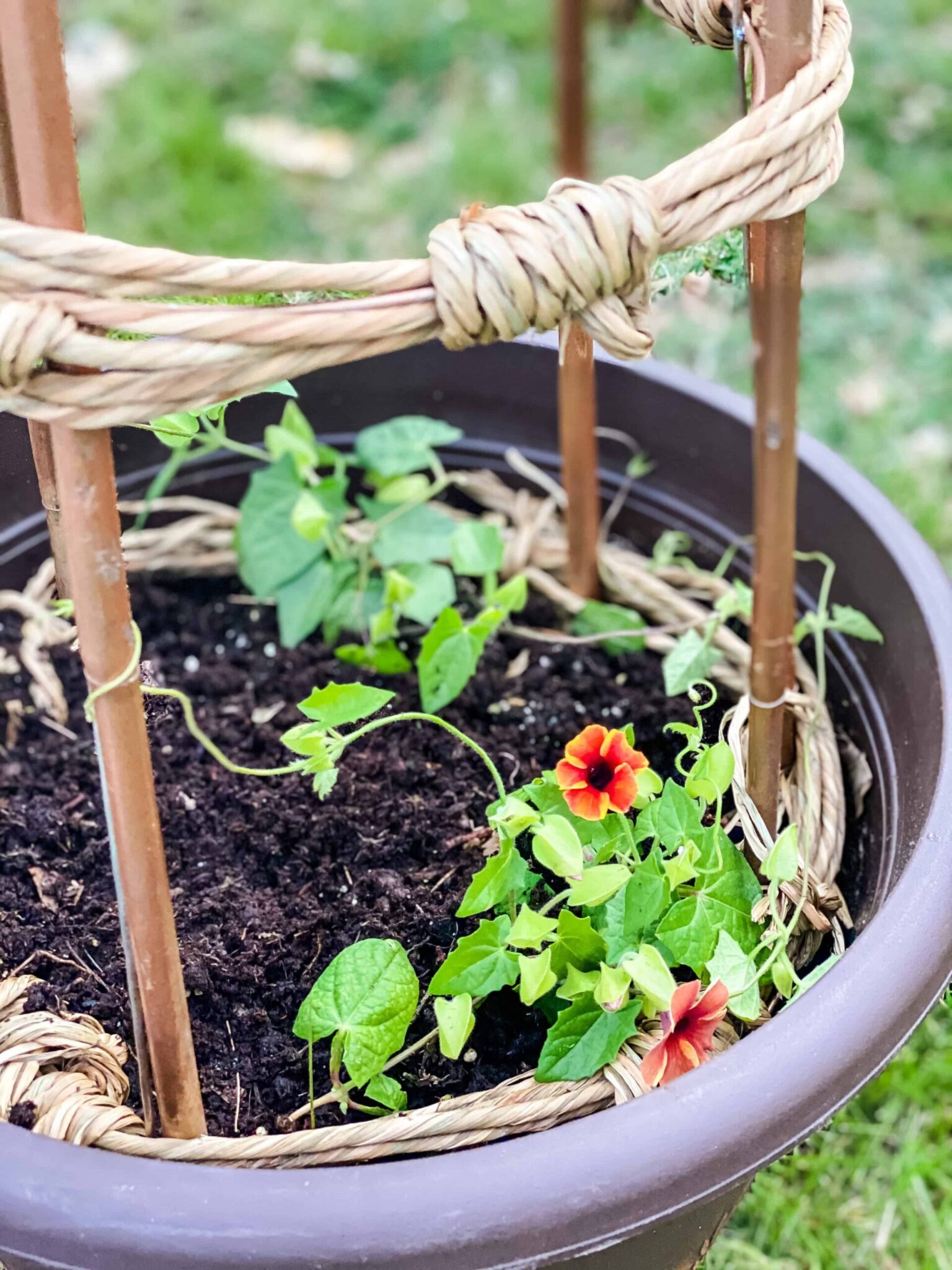 25 DIY Garden Trellises You Can Make TODAY!