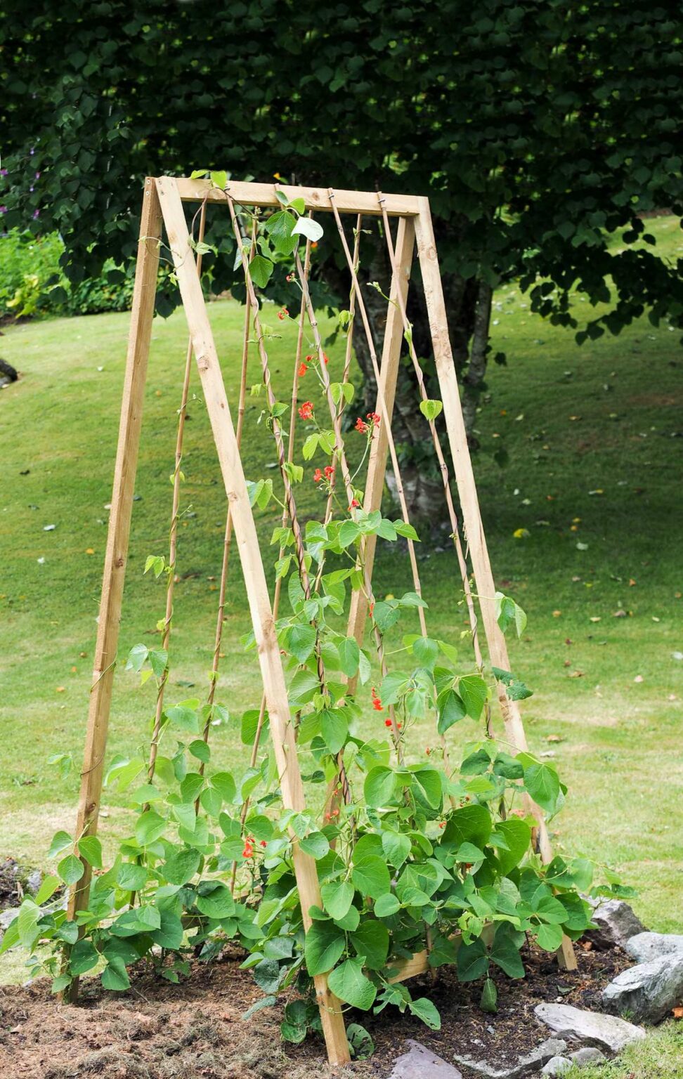 25 DIY Garden Trellises You Can Make TODAY!