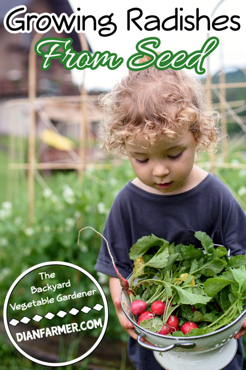 Vegetable Companion Planting – Includes Printable