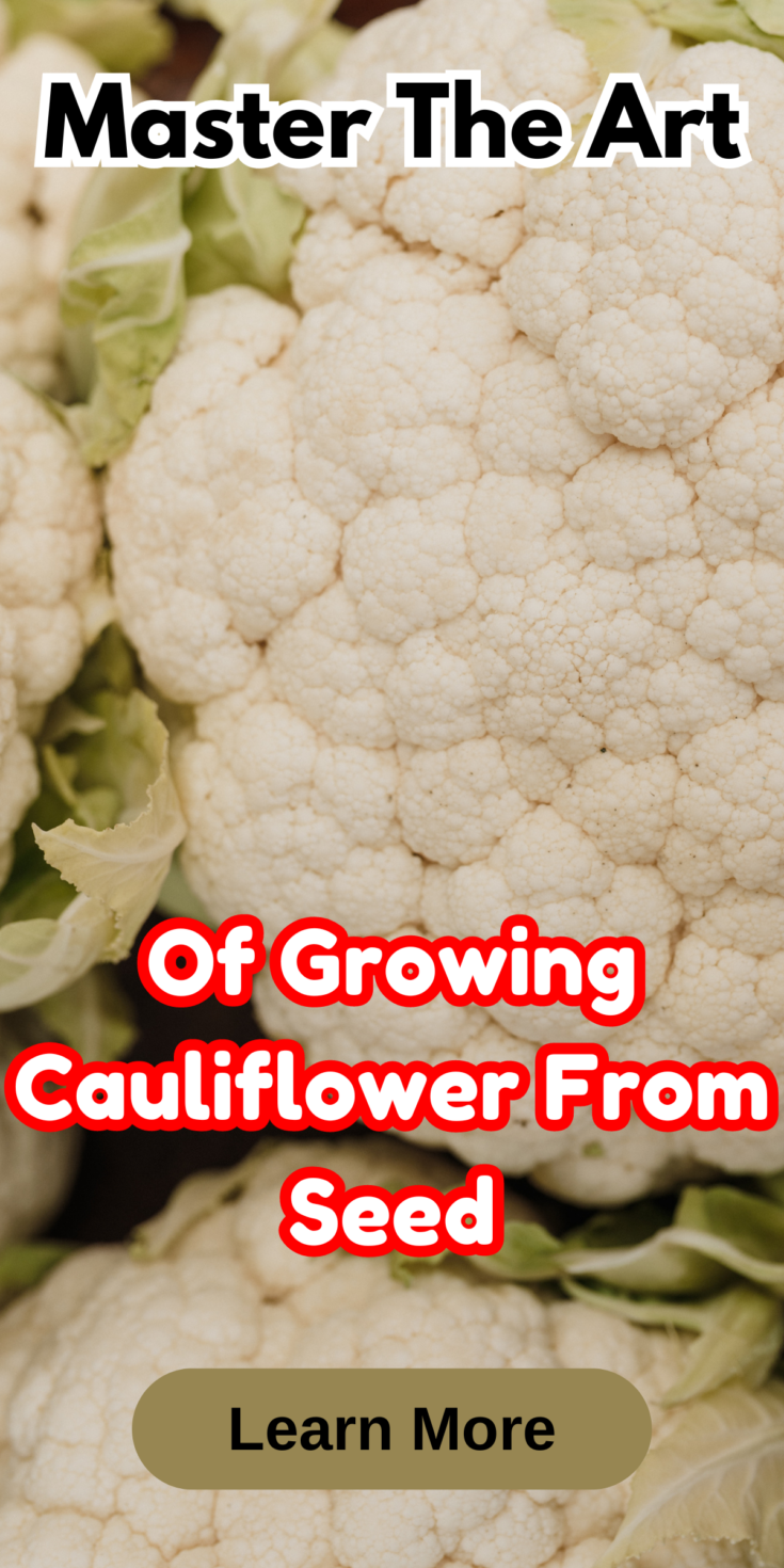 How to Grow Cauliflower From Seed to Harvest