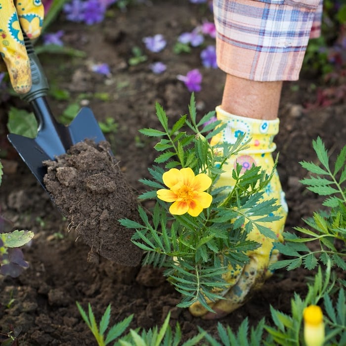Why Soil Health Is the Key to Thriving Gardens: The Science Behind Soil ...