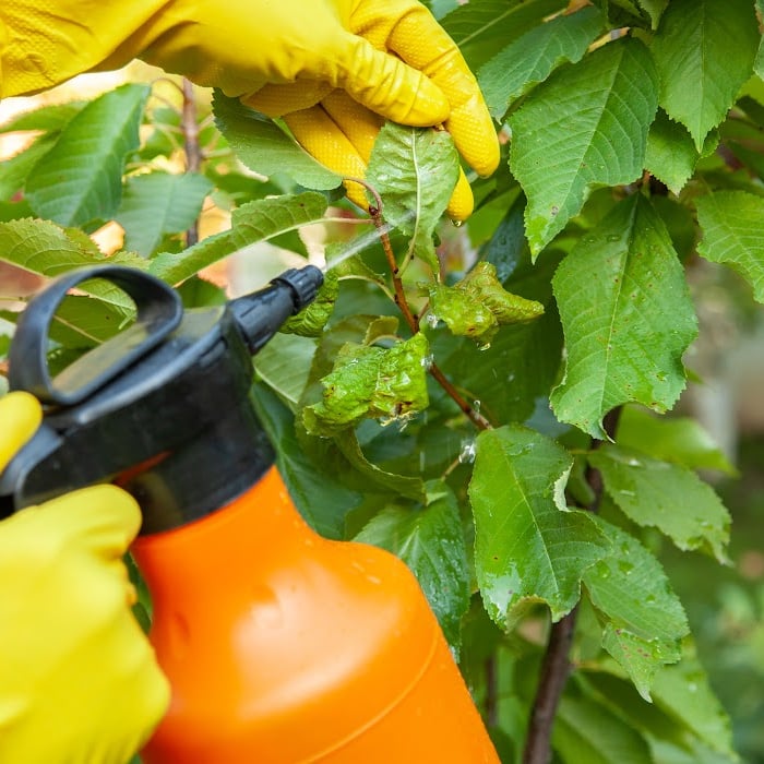 The Tiny Invaders Wreaking Havoc on Your Garden—And How to Stop Them Fast